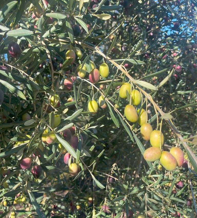 Olival - Herdade da Bica